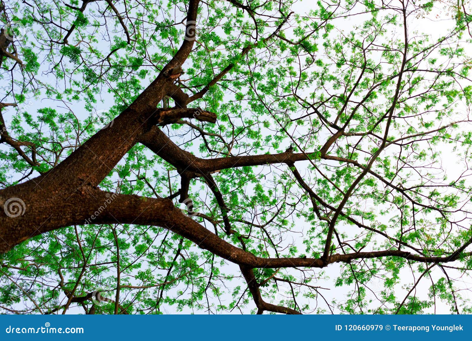 Big Trees Break the Leaves in the Spring in a Different Perspective ...