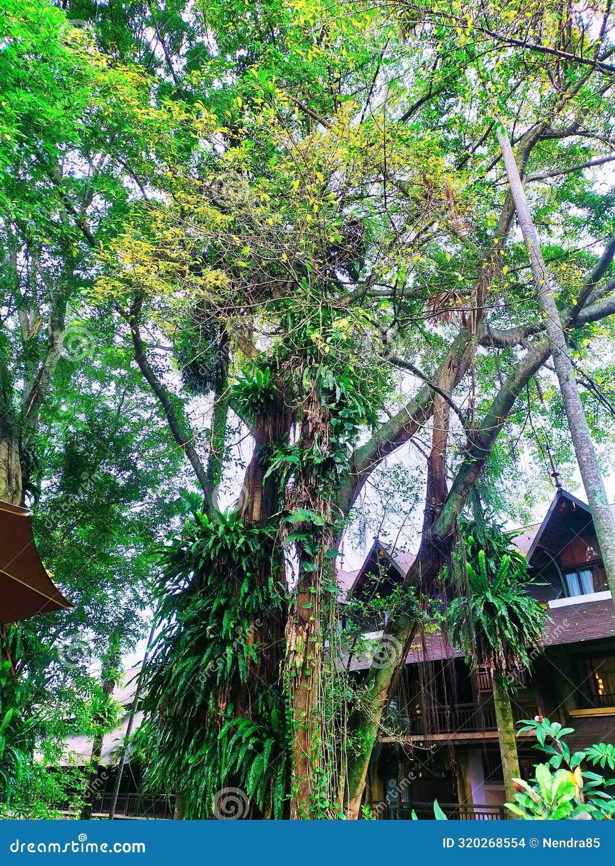 Big Trees and Buildings Inside My Residence Stock Photo - Image of ...