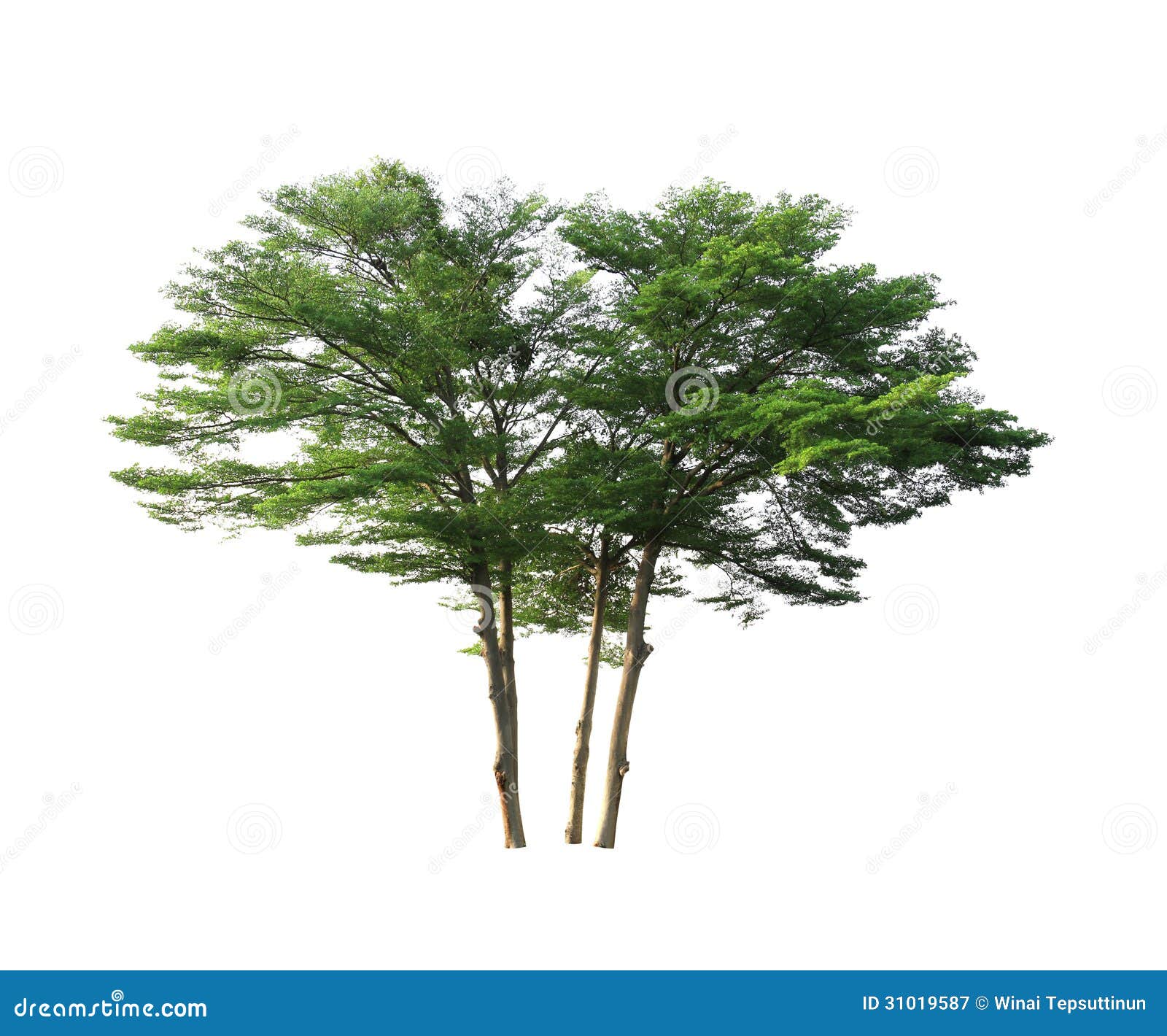 Big trees stock image. Image of clump, natural, trunk - 31019587