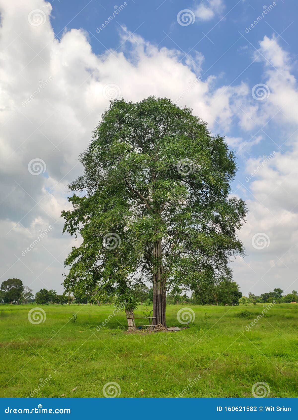 Big Trees on the Countryside Pasture Stock Photo - Image of pasture ...