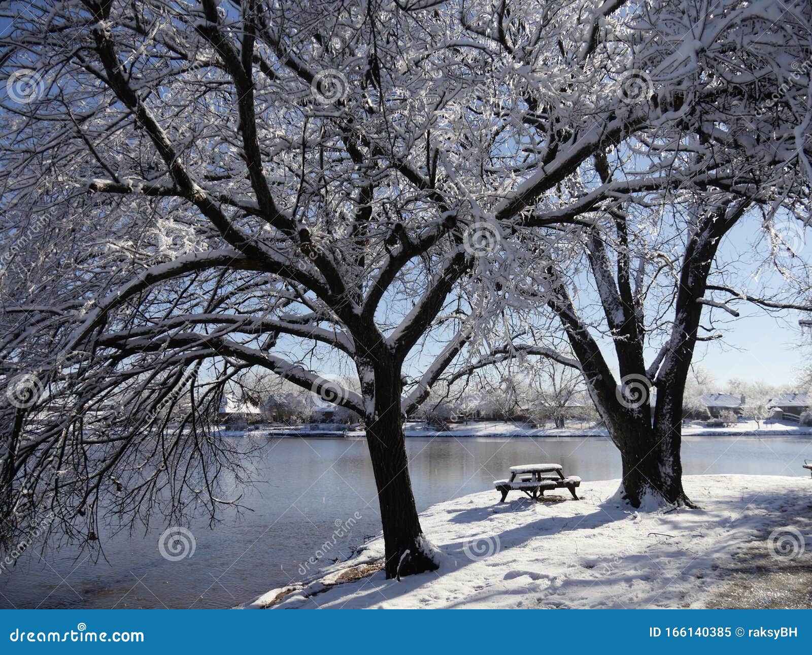 Big Trees Covered with Ice and Snow Tower Over a Snow-covered Table by ...