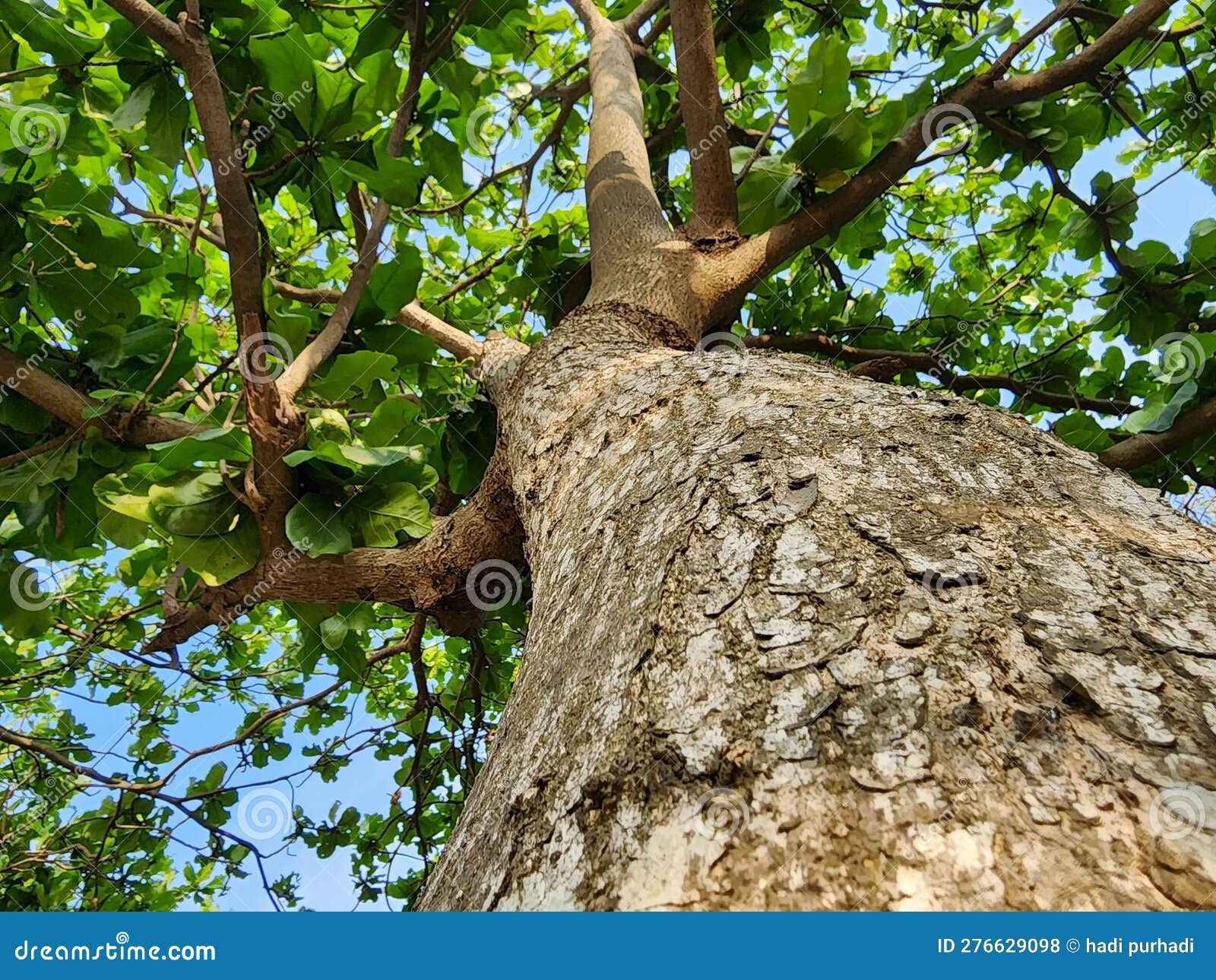 Big Trees that Decorate the Park and the Edge of the Lake, Natural and ...