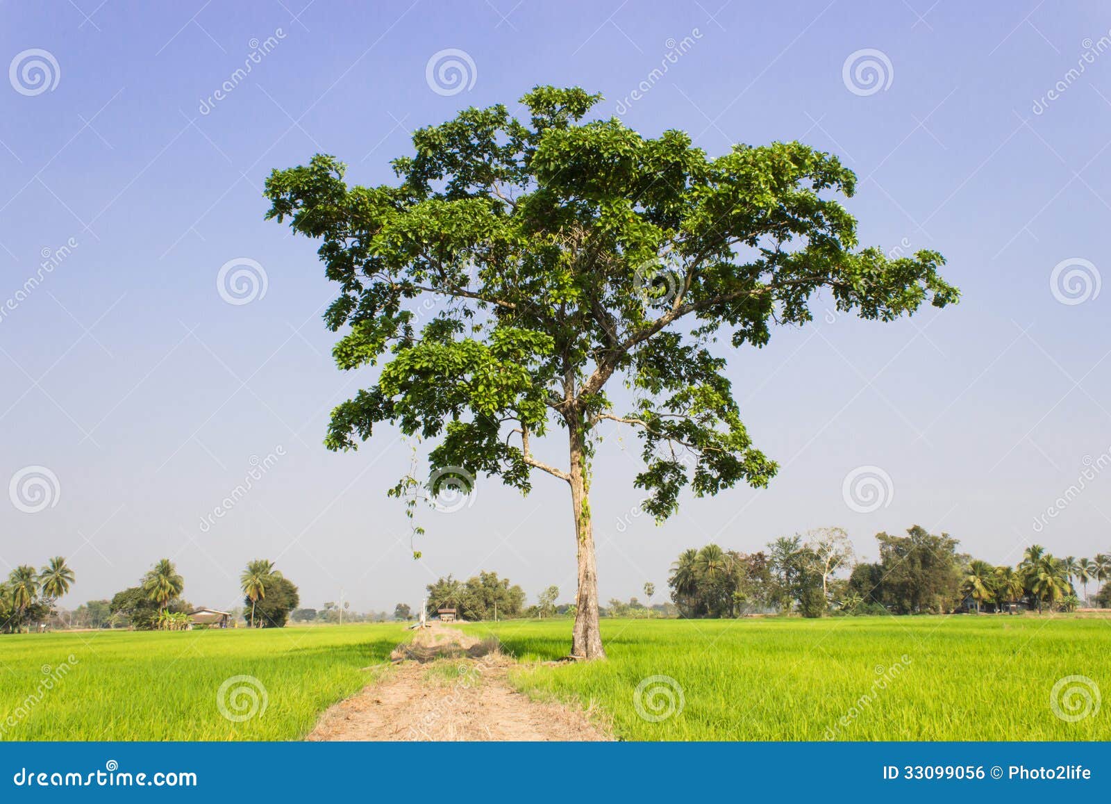 A big trees in the field stock photo. Image of horizon - 33099056