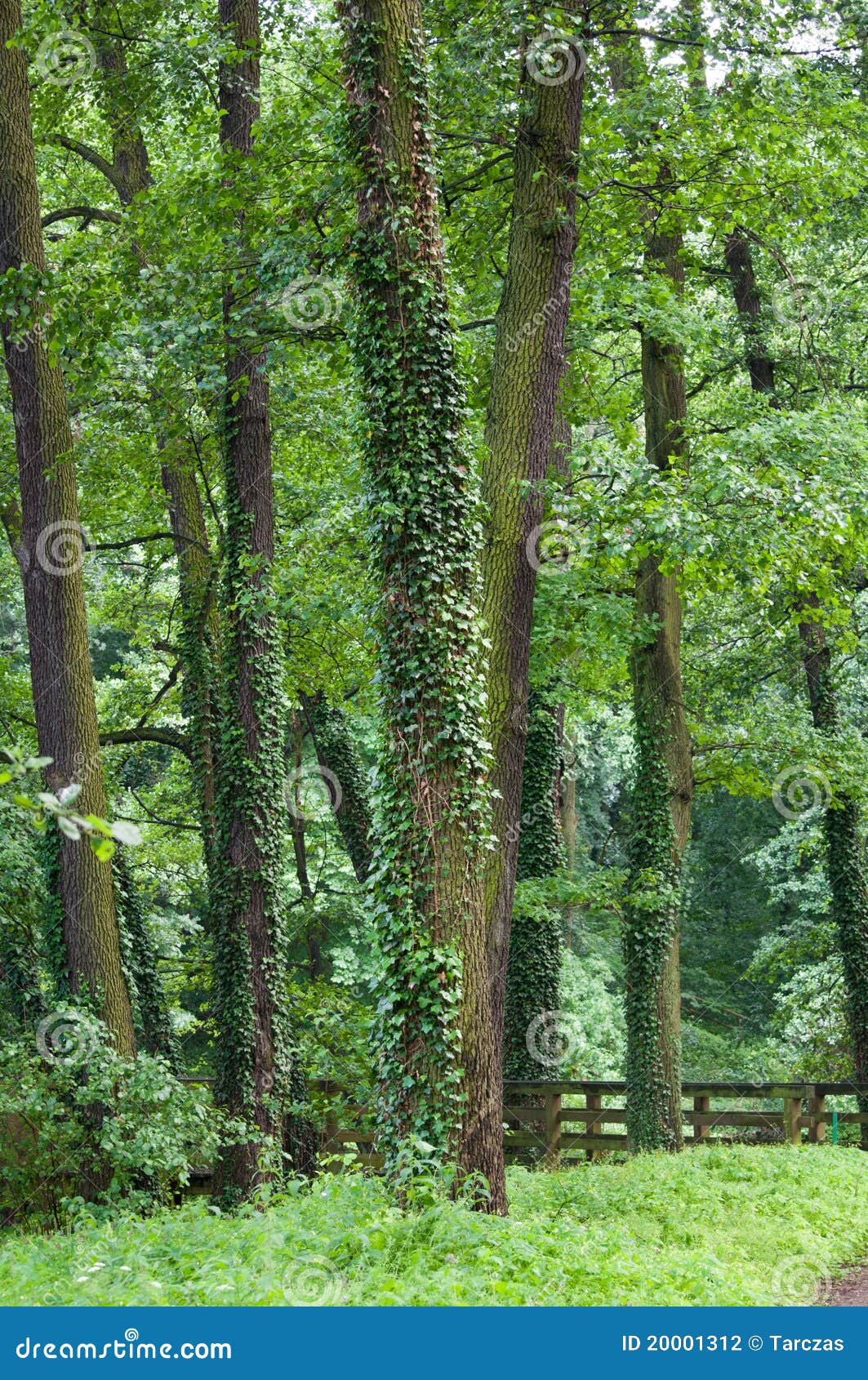 Big trees in a forest stock photo. Image of leaf, foliage - 20001312