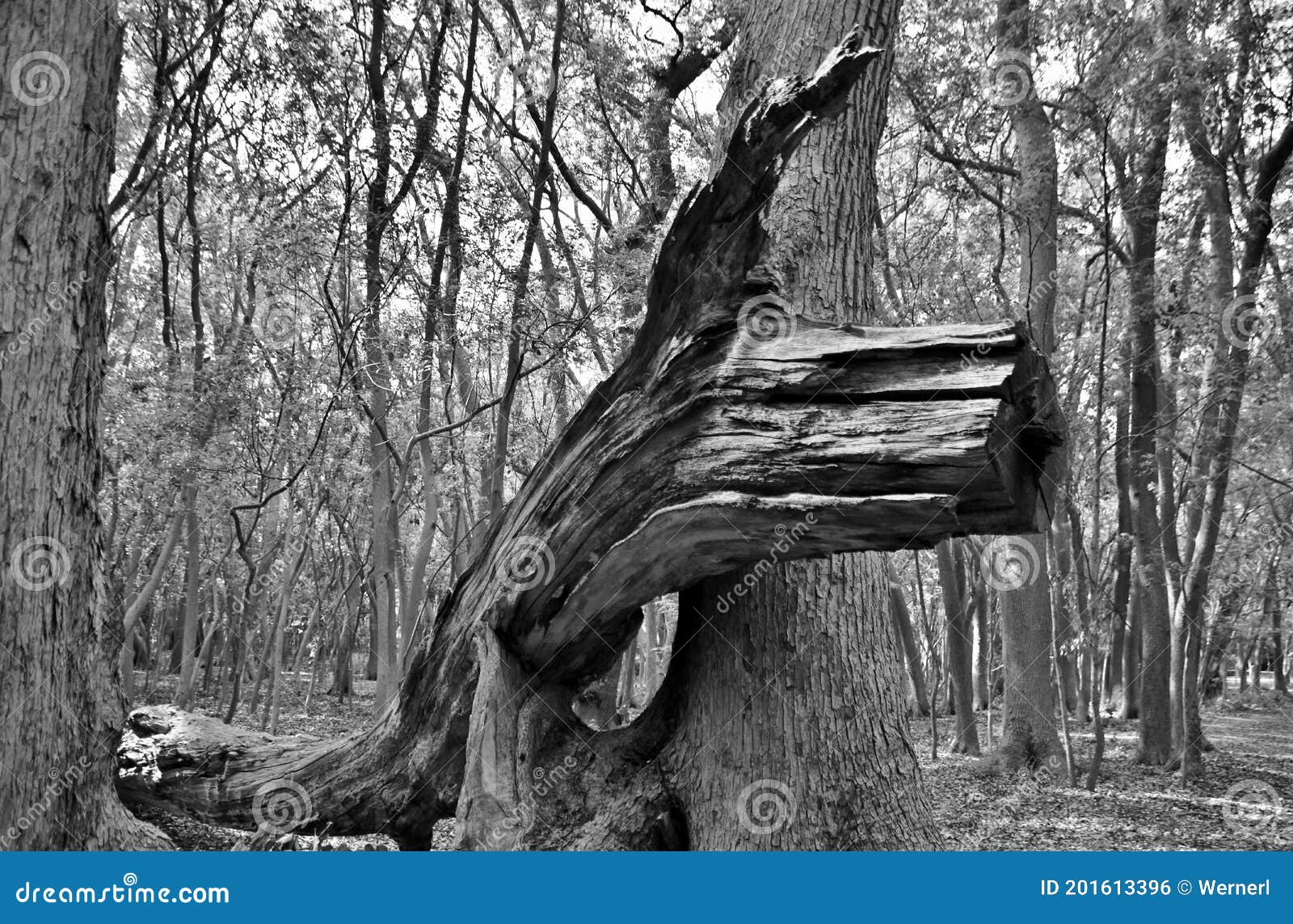 Big trees in the forest stock photo. Image of south - 201613396