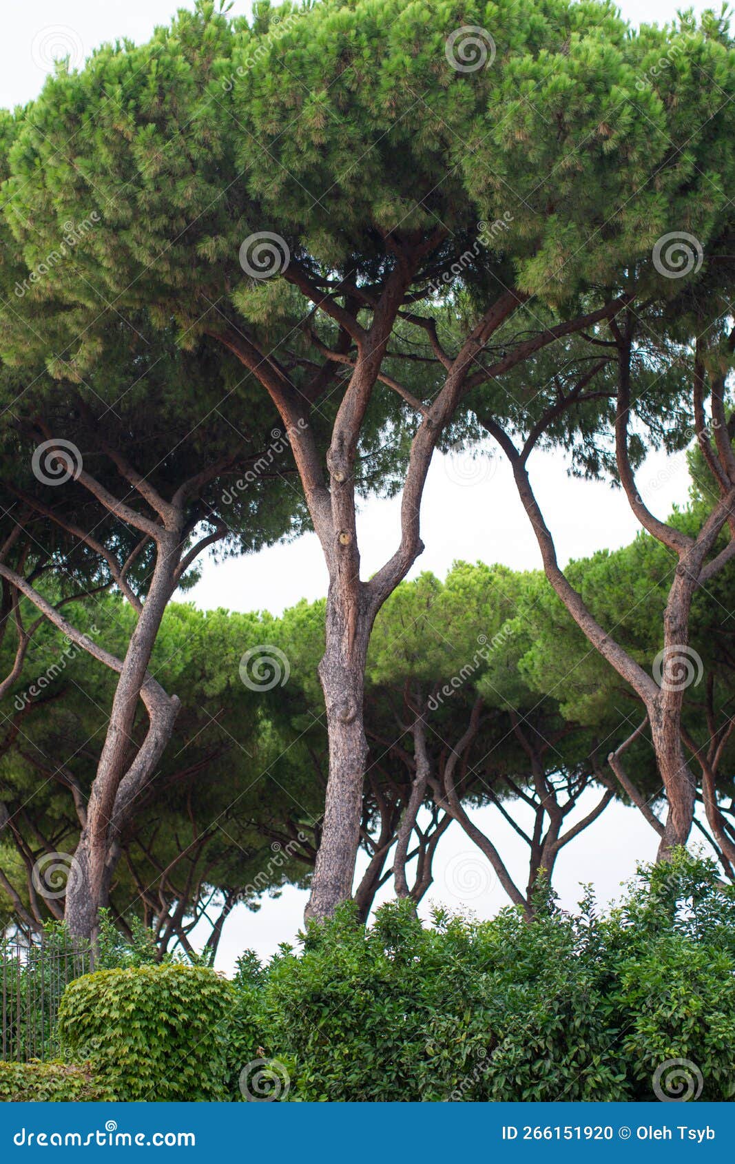 Big trees in the forest stock photo. Image of forest - 266151920