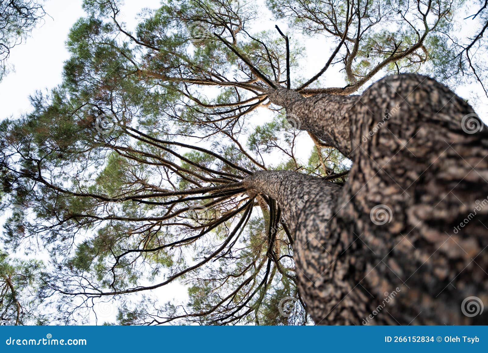 Big trees in the forest stock photo. Image of powerful - 266152834