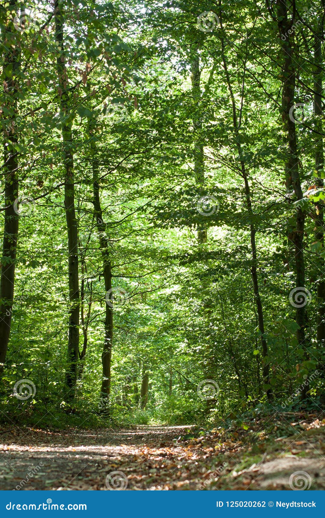 Big trees in the forest stock photo. Image of freshness - 125020262
