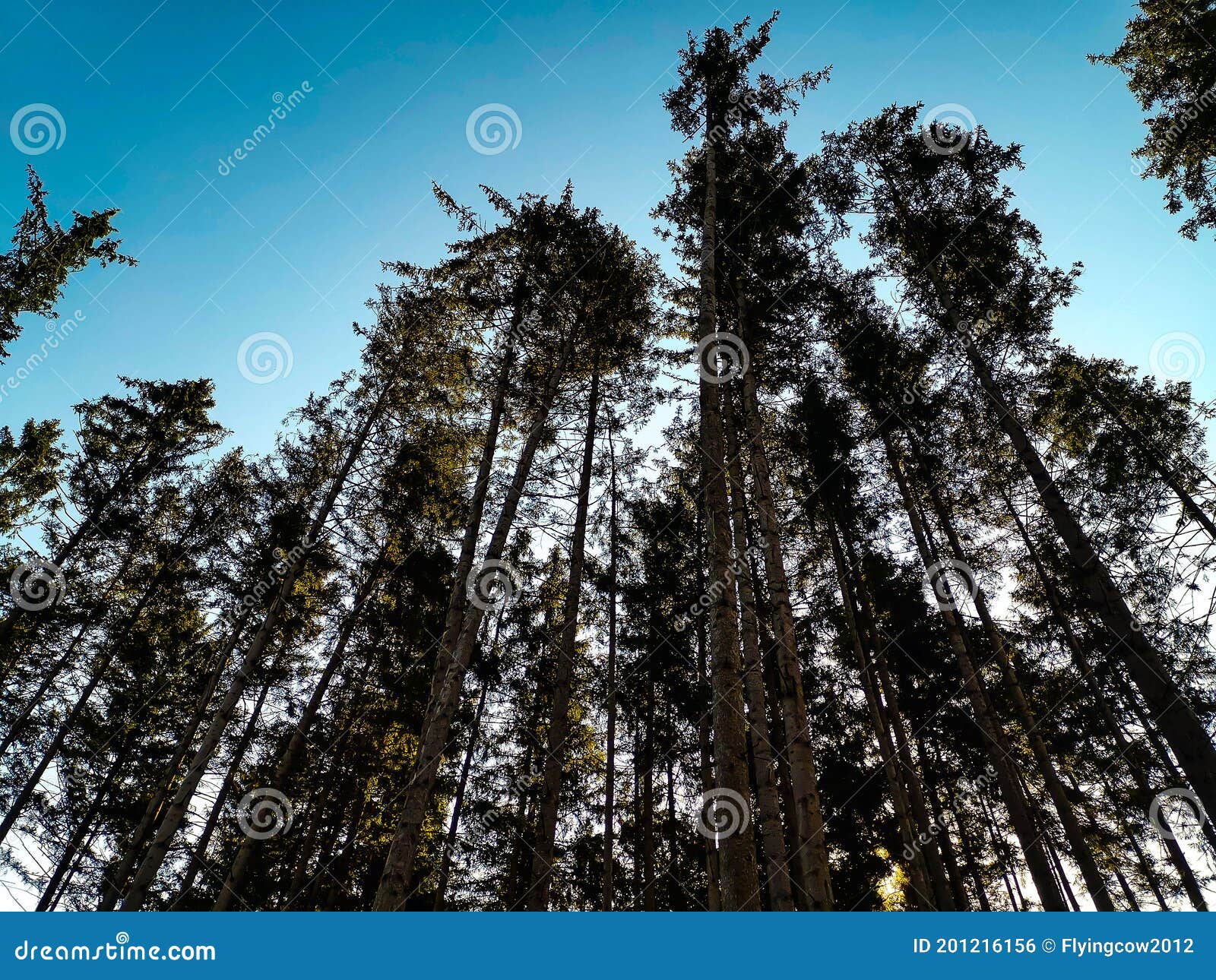 Big trees in a forrest stock photo. Image of woodland - 201216156