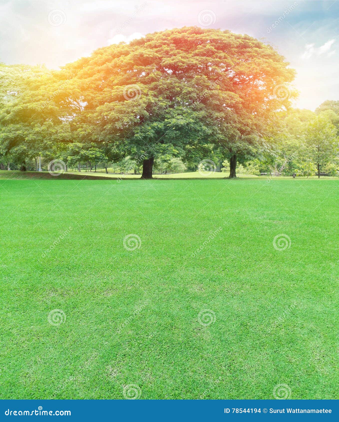 Big Trees in the Garden with Burst Light Stock Photo - Image of park ...