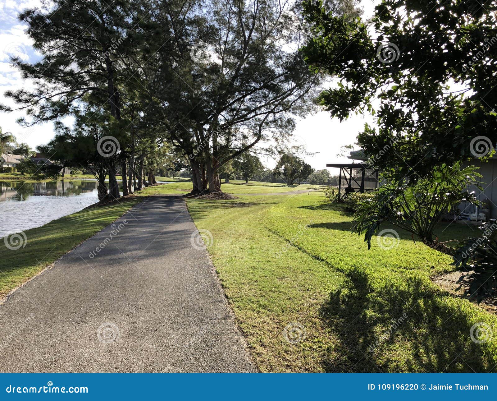 Big trees on a golf course stock photo. Image of foliage - 109196220
