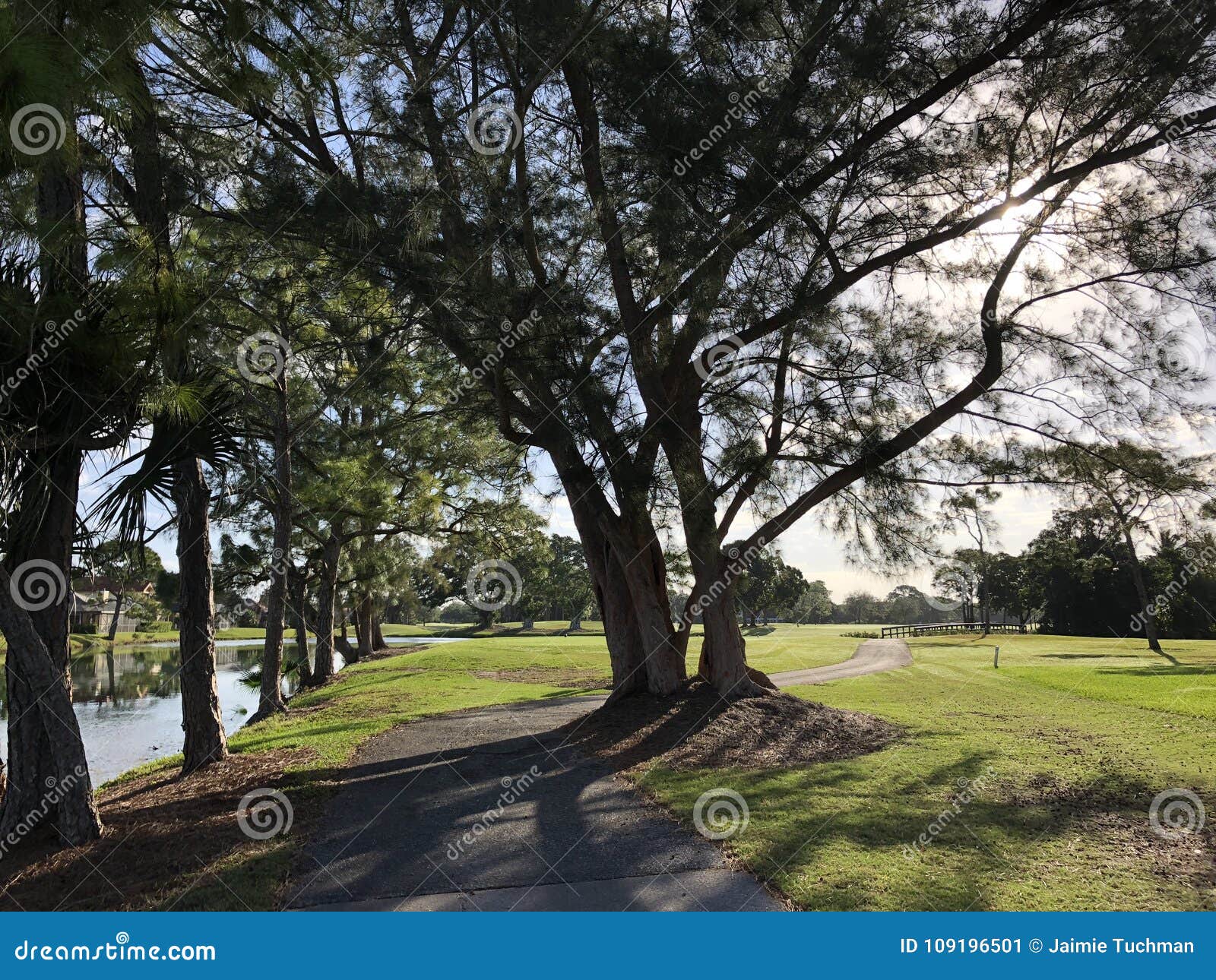 Big trees on a golf course stock image. Image of golf - 109196501