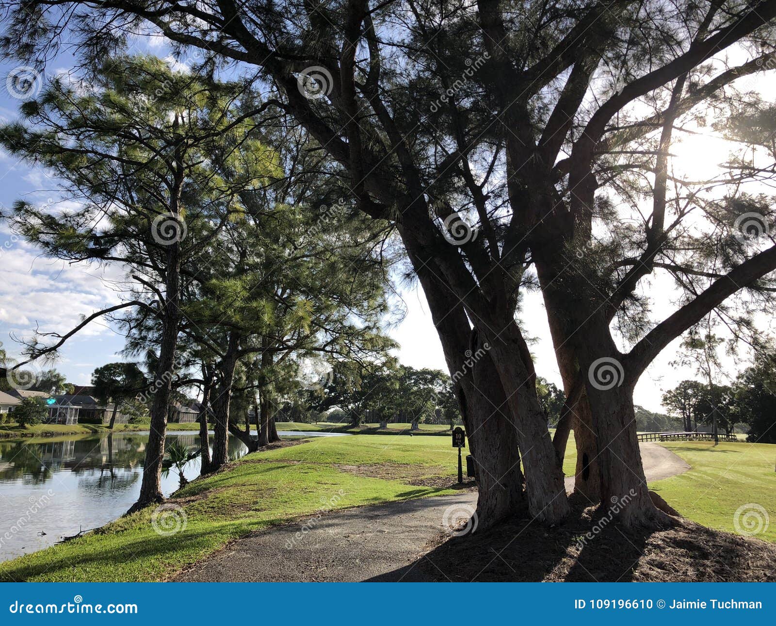 Big trees on a golf course stock photo. Image of magical - 109196610