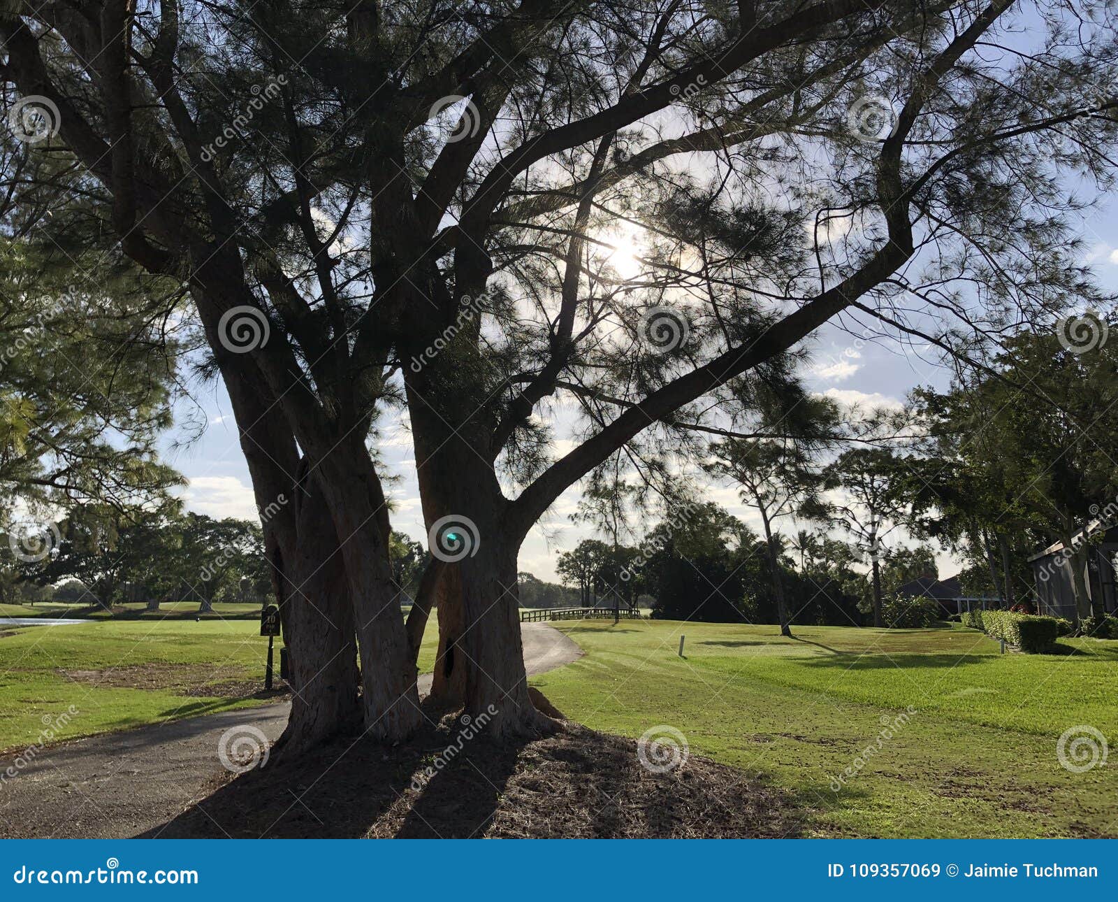 Big trees on a golf course stock image. Image of fresh - 109357069