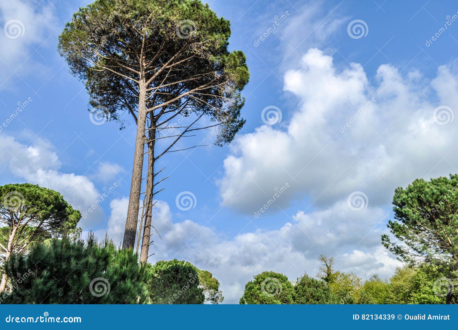 Big Trees stock image. Image of landscape, forest, beauty - 82134339