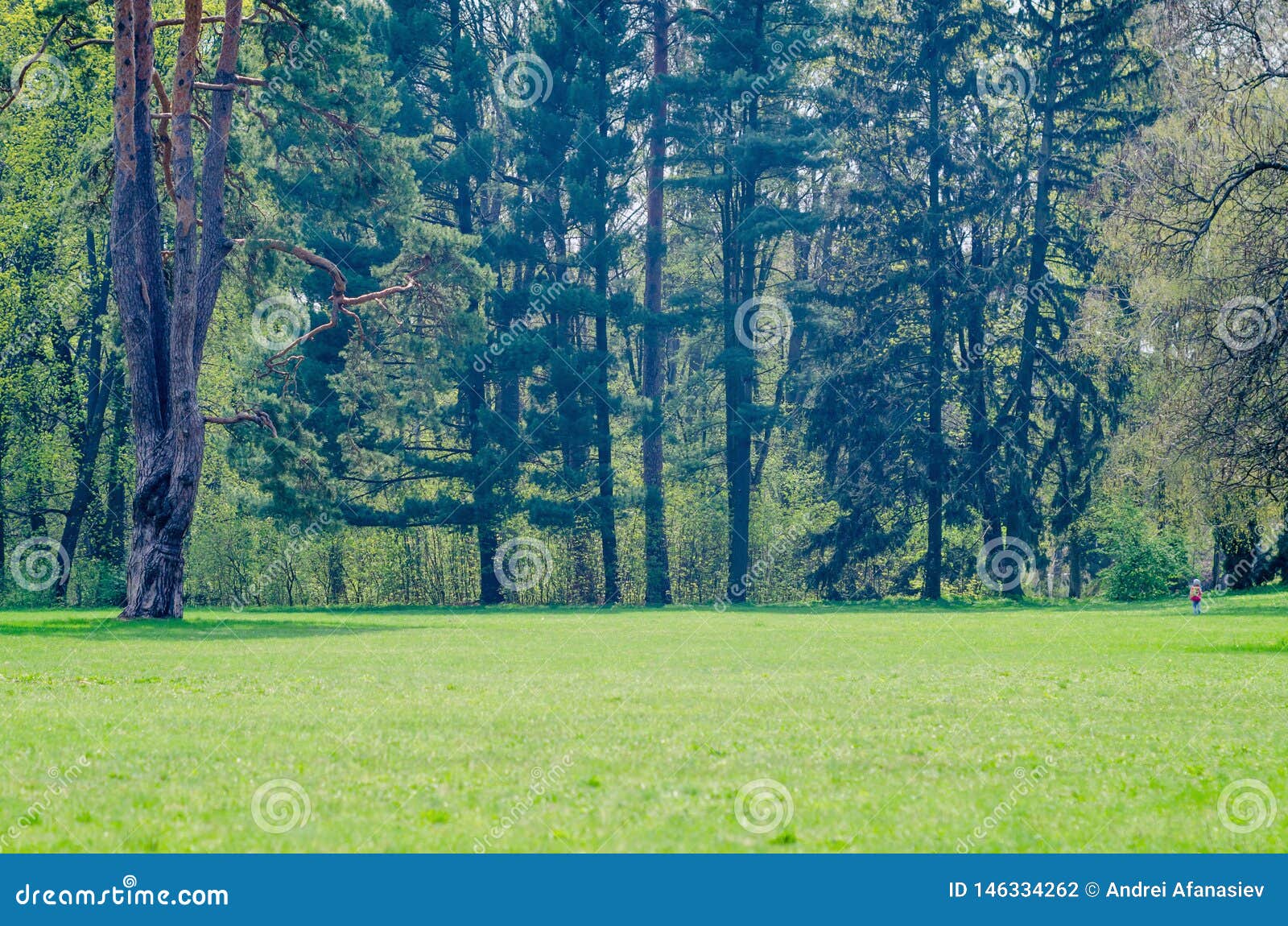 Big Trees and Green Grass in the City Park in Spring Stock Photo ...