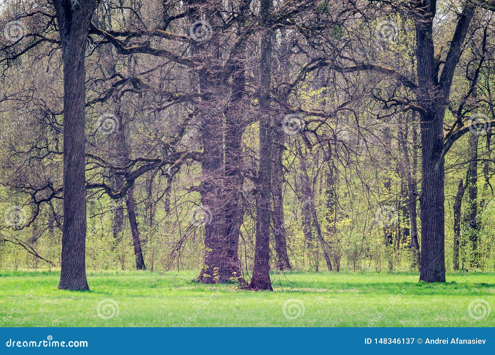 Big Trees and Green Grass in the City Park in Spring Stock Image ...