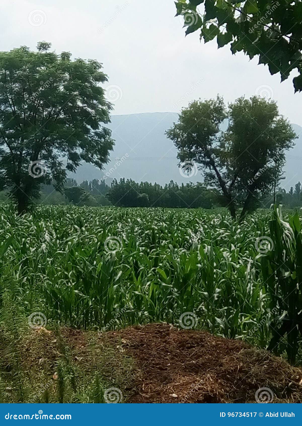 Big Trees among Green Maize Stock Image - Image of green, greenery ...