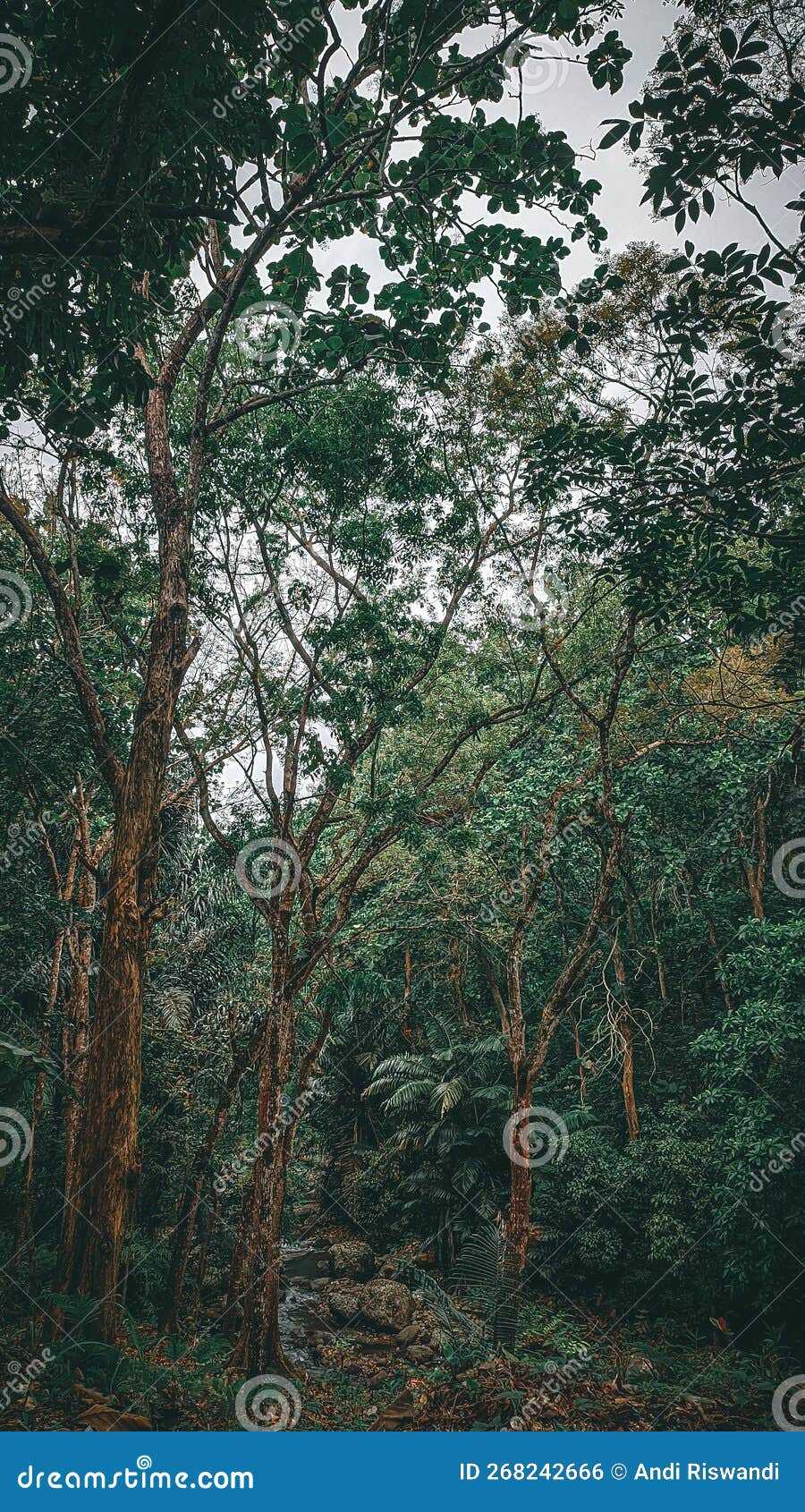 Big Trees that Grow in Deep Forest Stock Photo - Image of grove, branch ...
