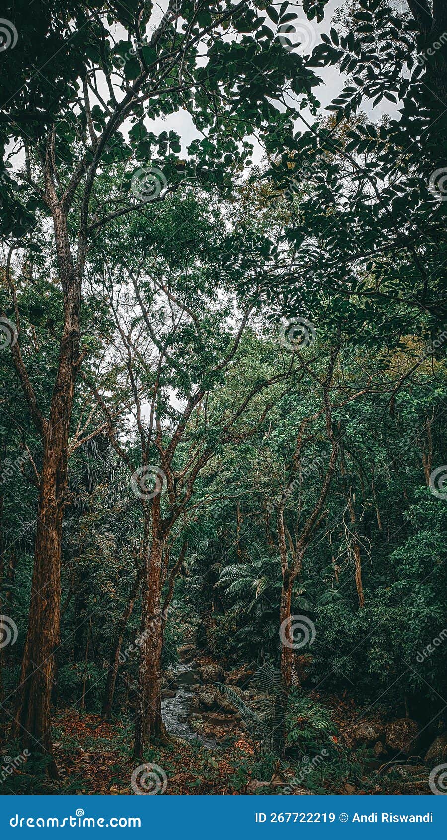 Big Trees that Grow in Deep Forest Stock Image - Image of deciduous ...
