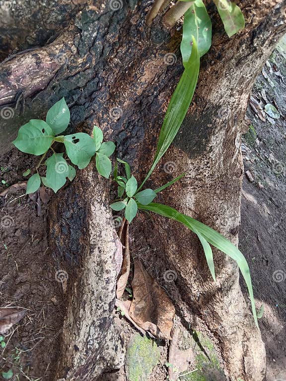 Large Tree Roots Covered with Green Leaves Stock Photo - Image of ...