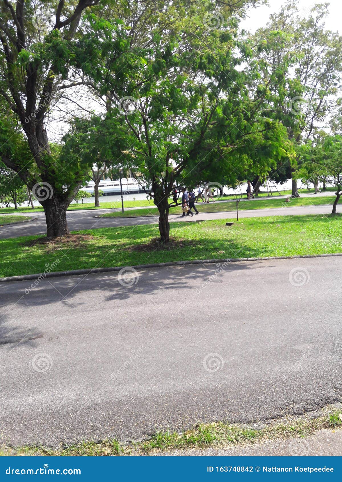 Big Trees on the Lawn in the Garden Stock Photo - Image of lawn, garden ...