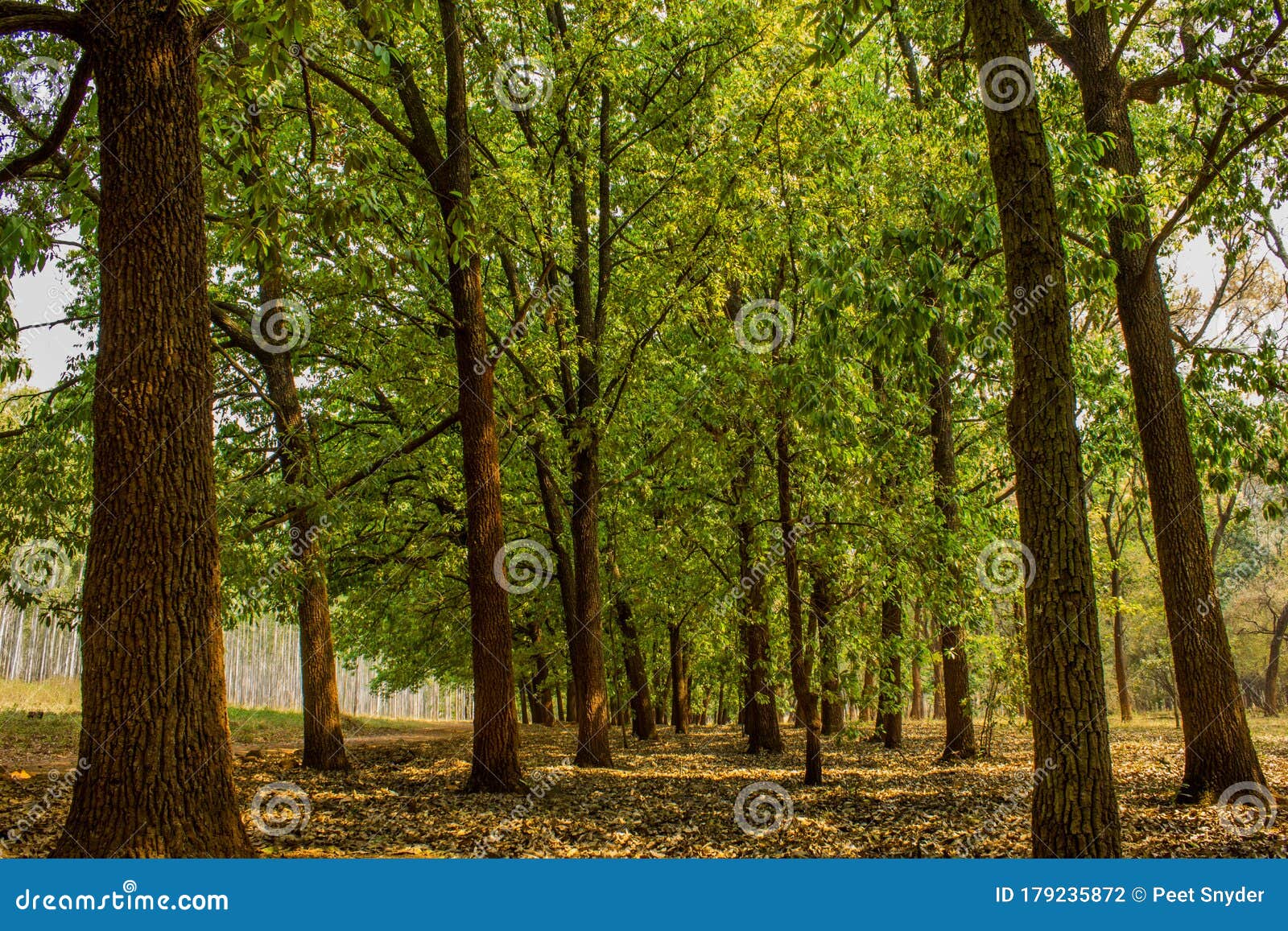 Big Trees with Leafs on the Ground Stock Photo - Image of deciduous ...