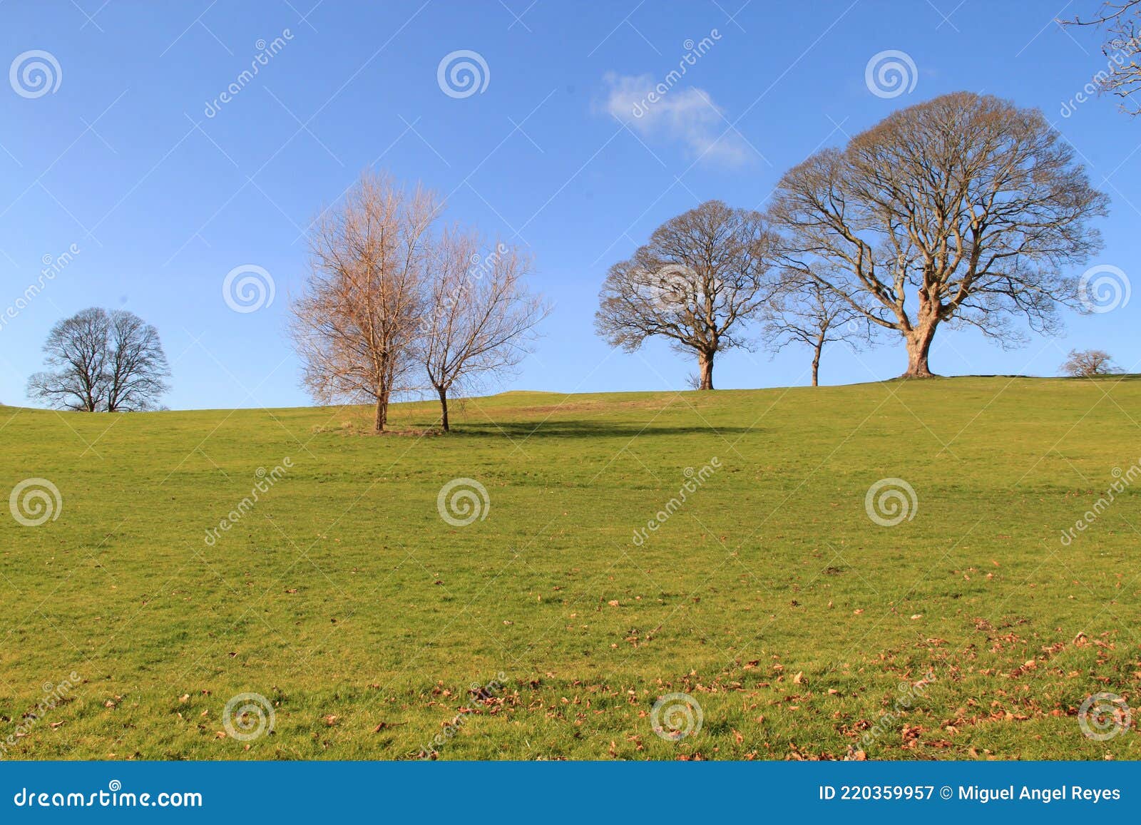 Big Trees in the Meadow in Bath Stock Image - Image of hill, garden ...