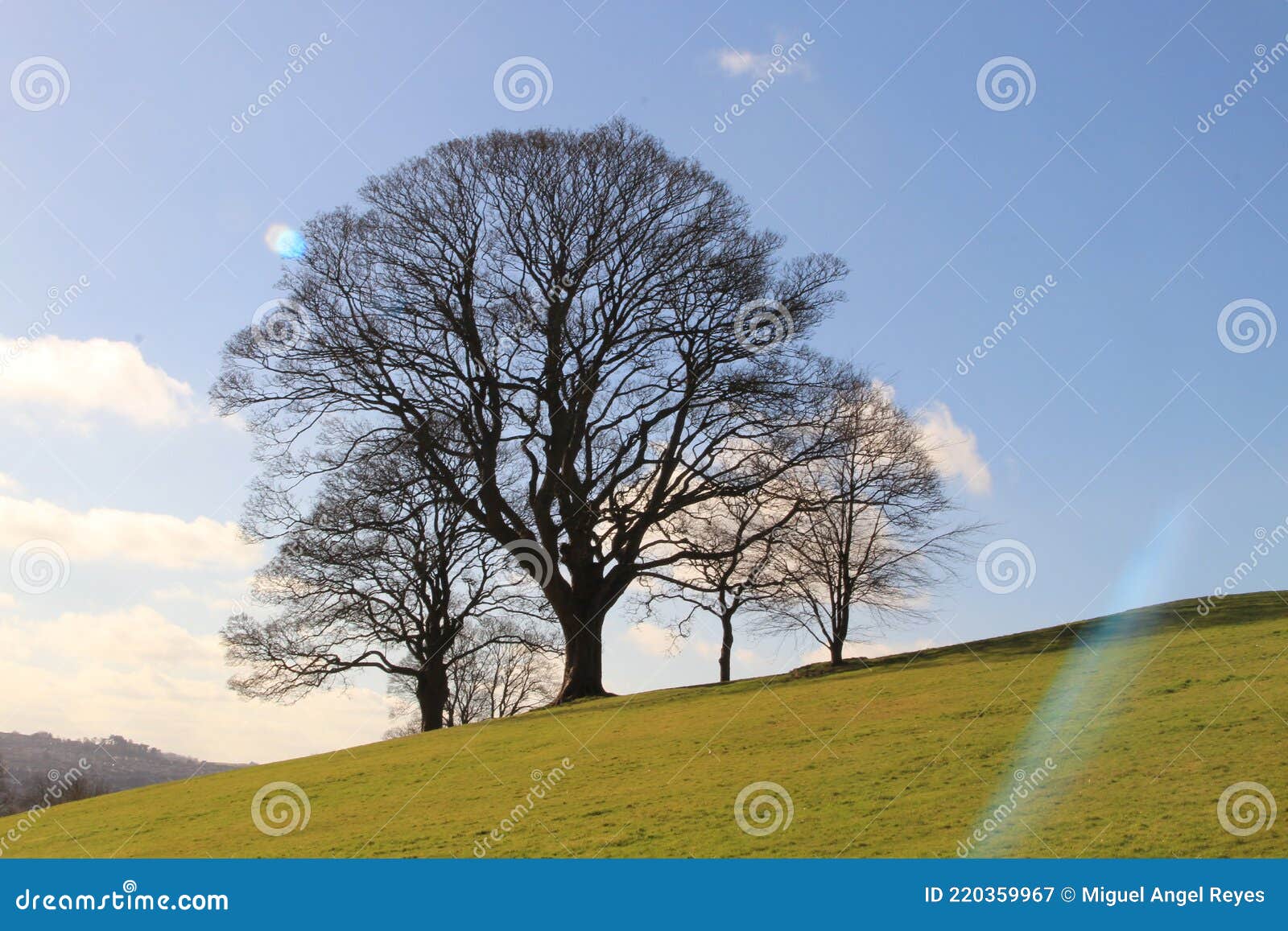 Big Trees in the Meadow in Bath Stock Image - Image of garden, bath ...