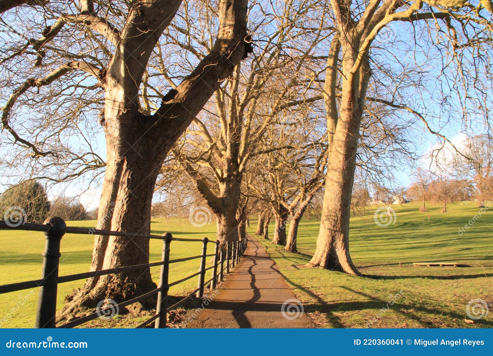 Big Trees in the Meadow in Bath Stock Image - Image of bath, british ...