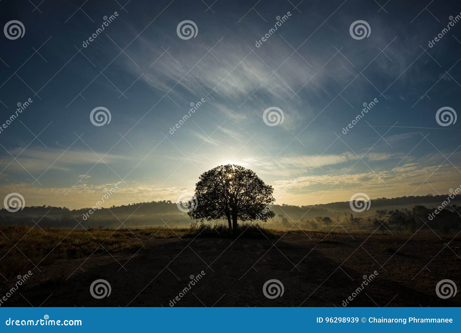 Big trees in meadow. stock image. Image of tree, beautiful - 96298939