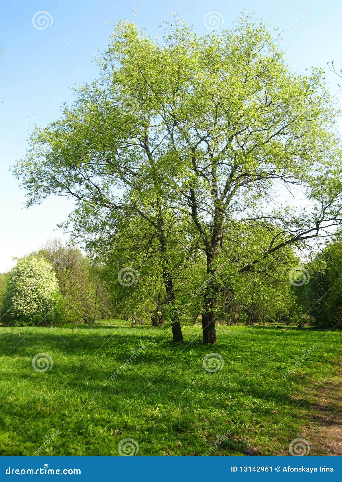 Big Trees on Meadow, Summer Stock Image - Image of spring, landscape ...