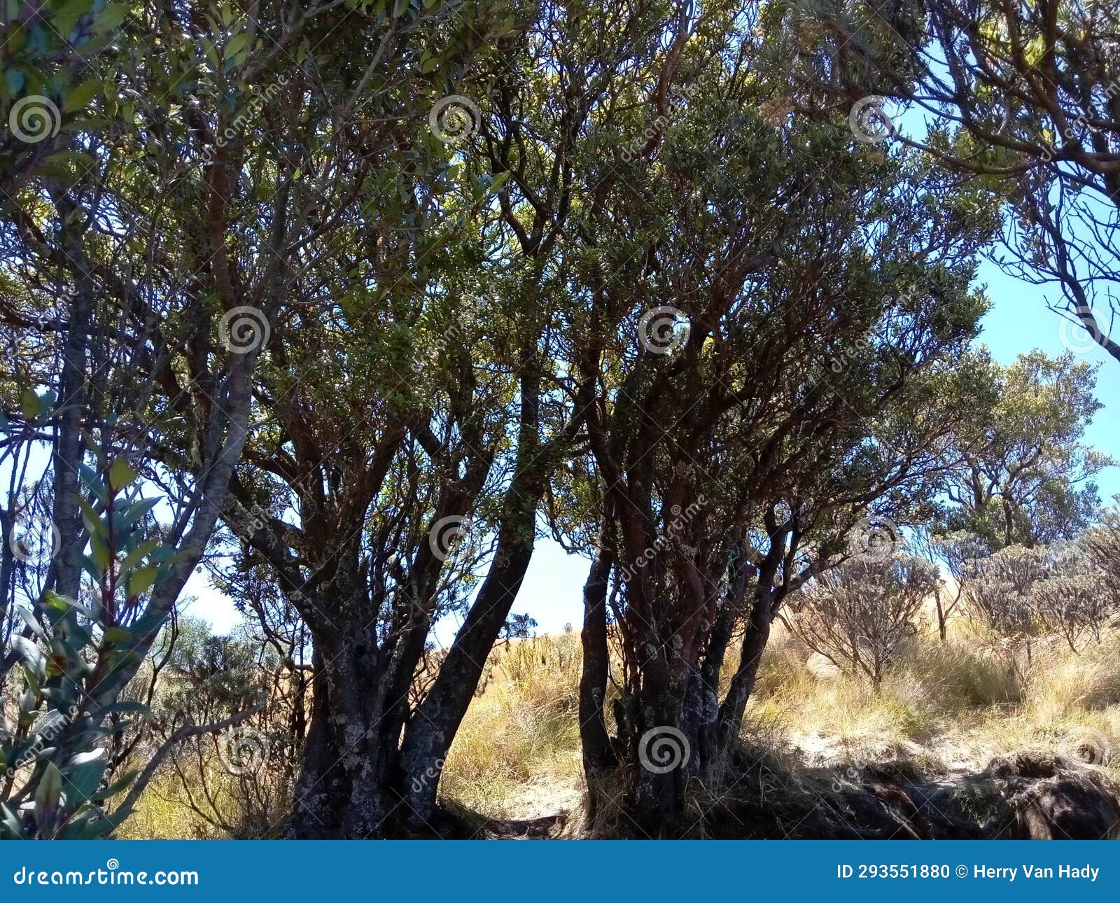 Big Trees in the Mount Merbabu Stock Photo - Image of wood, natural ...