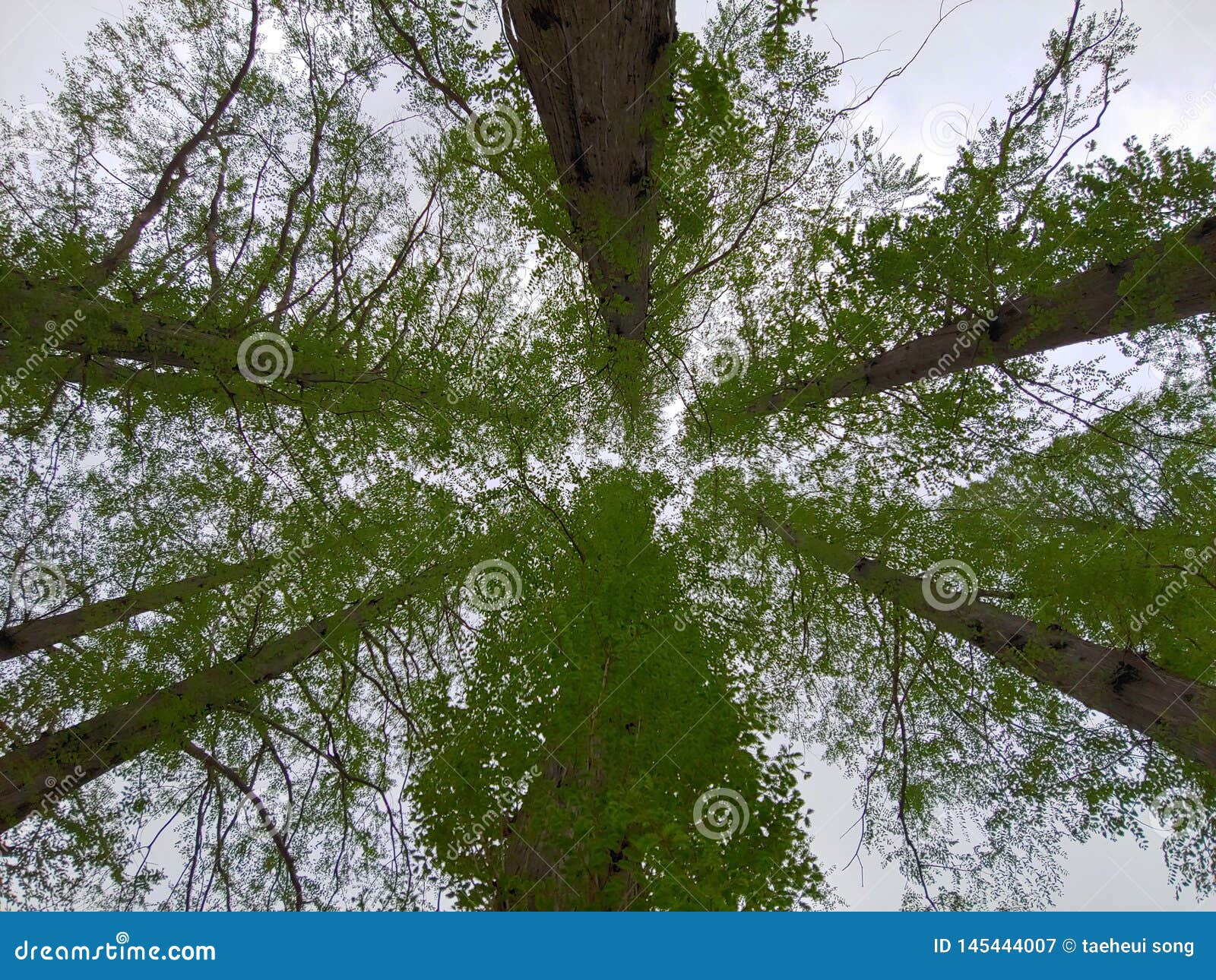 Big trees stock image. Image of nature, trees, spring - 145444007