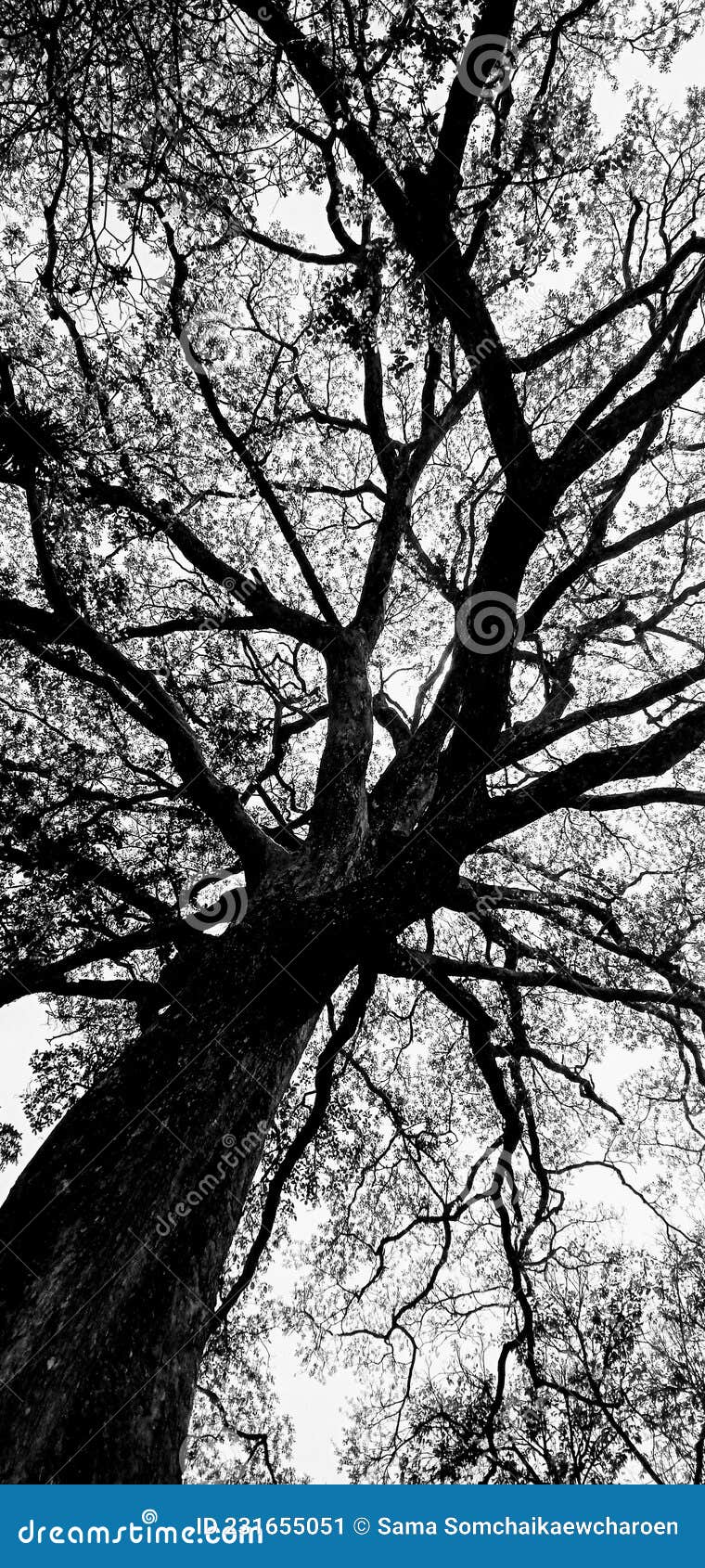 Big trees provide shade stock image. Image of forest - 231655051