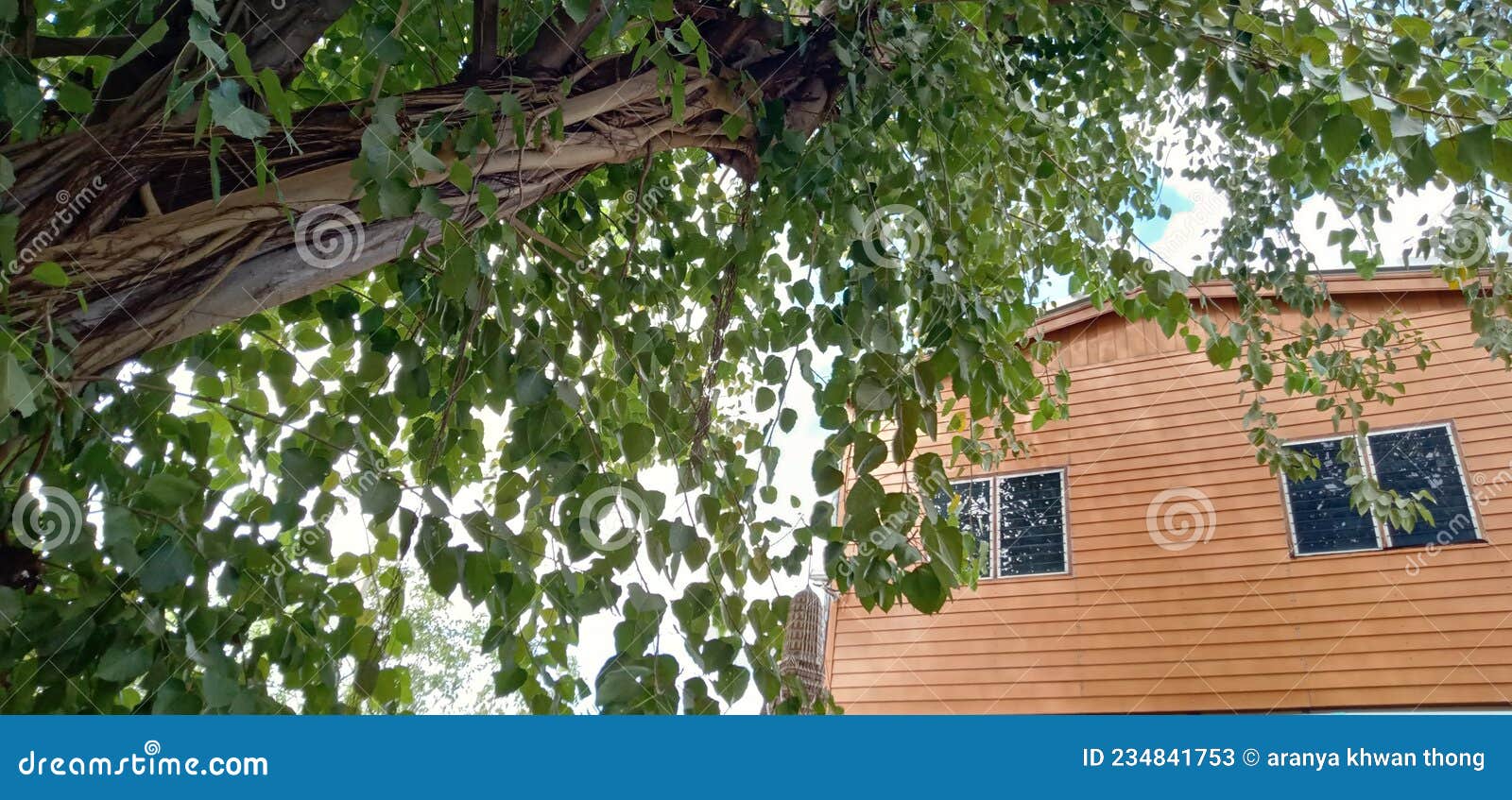 Big Trees Provide Shade in Front of the House. Stock Image - Image of ...
