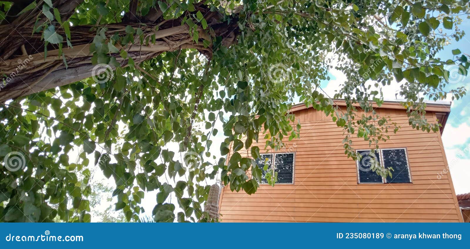 Big Trees Provide Shade in Front of the House. Stock Image - Image of ...