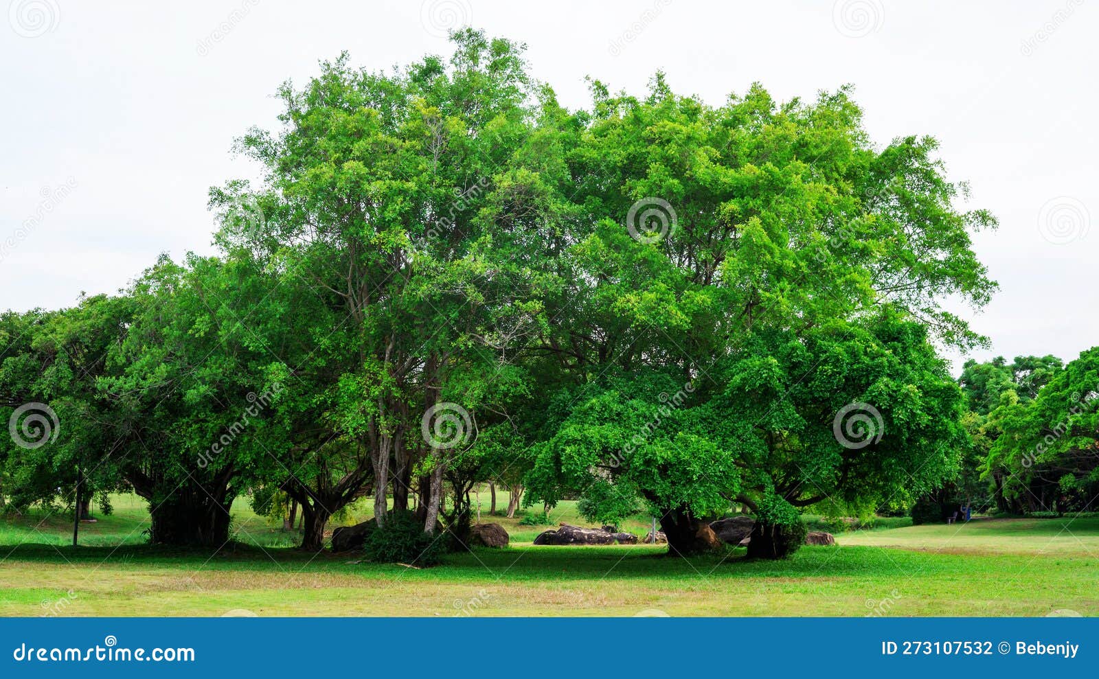 Big trees in a public park stock photo. Image of light - 273107532