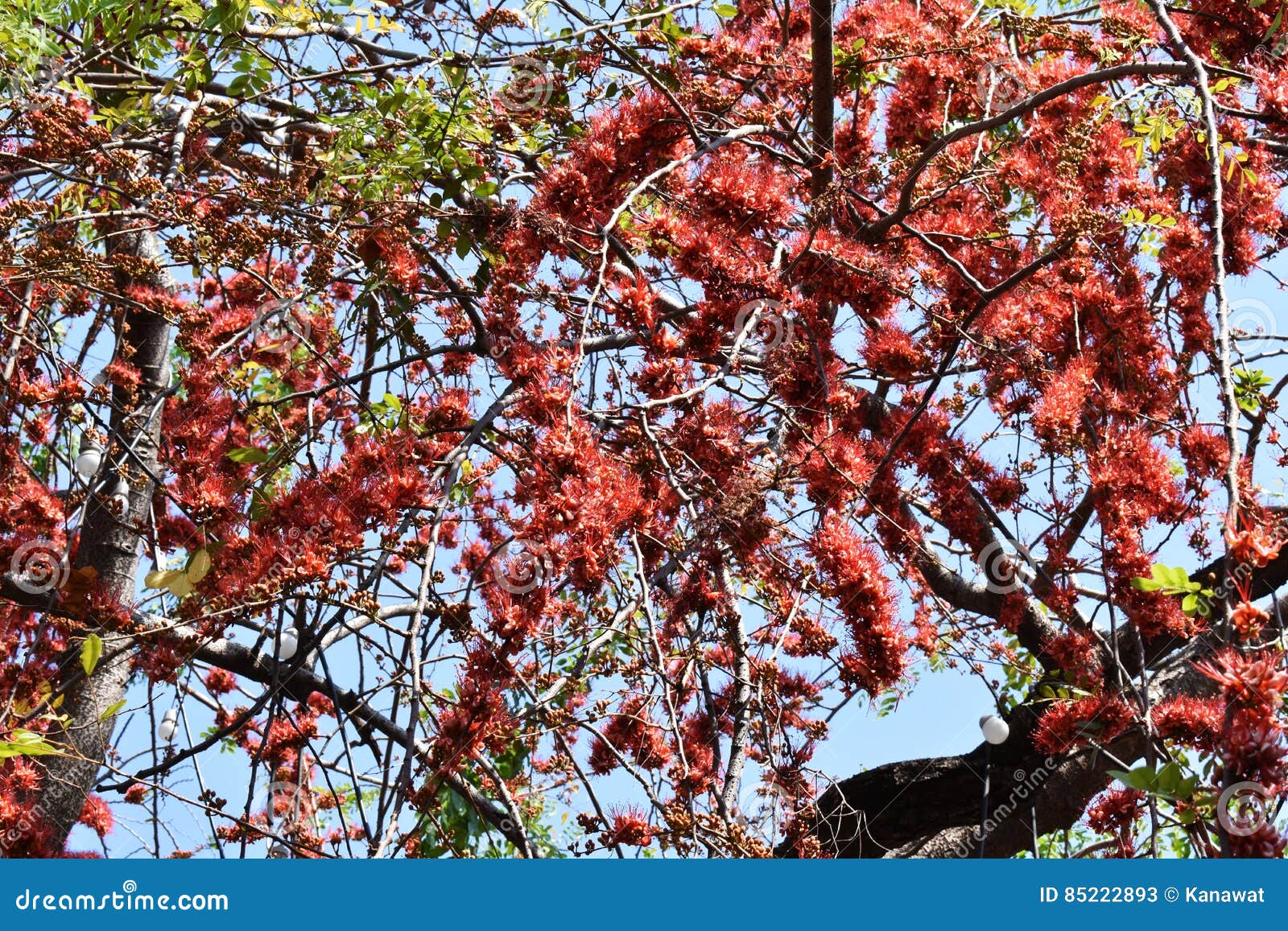 Big trees, red flowers stock image. Image of blackground - 85222893
