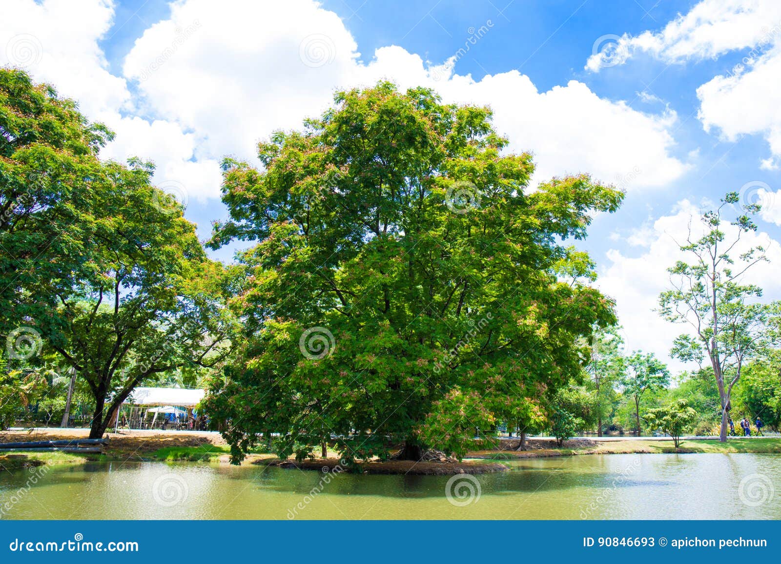 Big Trees by the River and the Sky Stock Image - Image of nature, pond ...