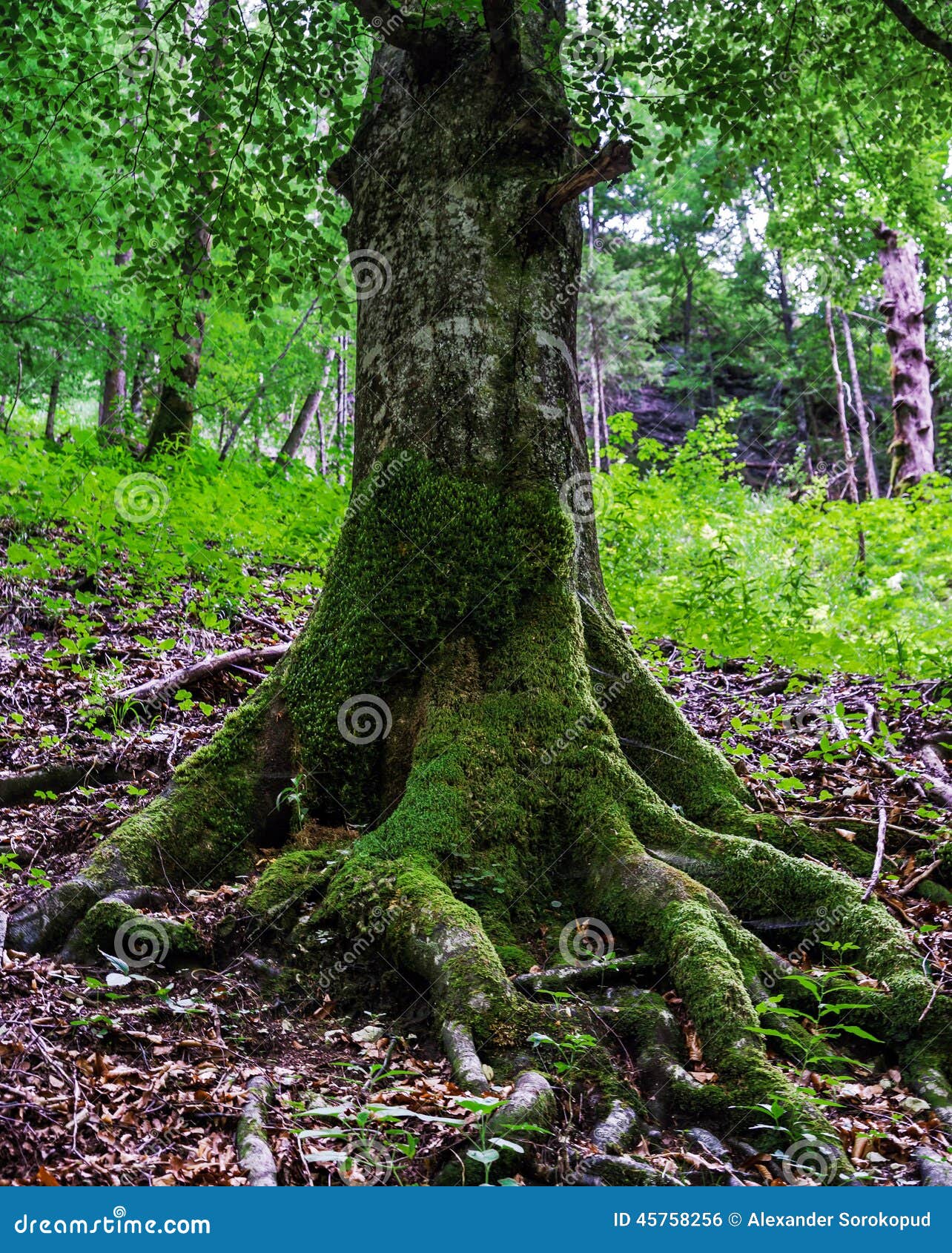 Trees With Roots In Forest; Koh Pha Ngan; Thailand Stock Photography ...