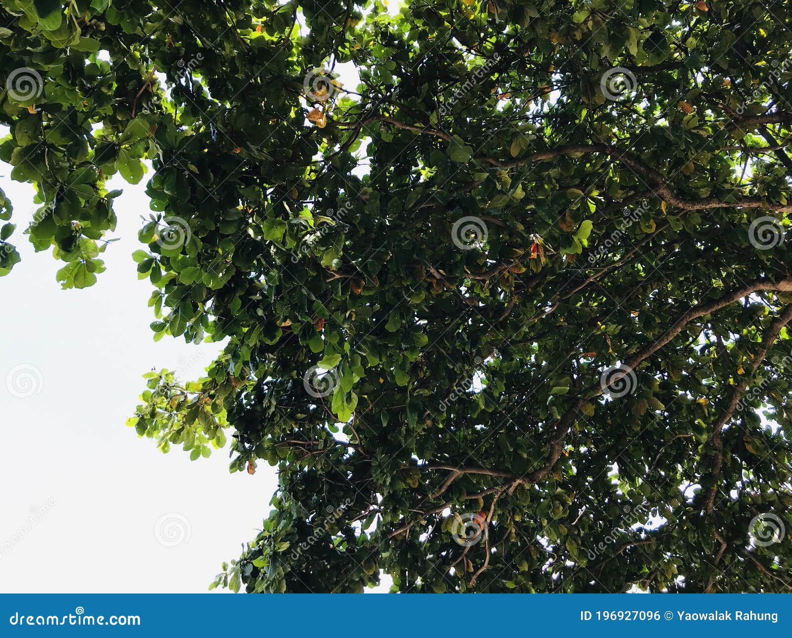 Big Trees Shadow in Forest Concept Stock Photo - Image of plant ...