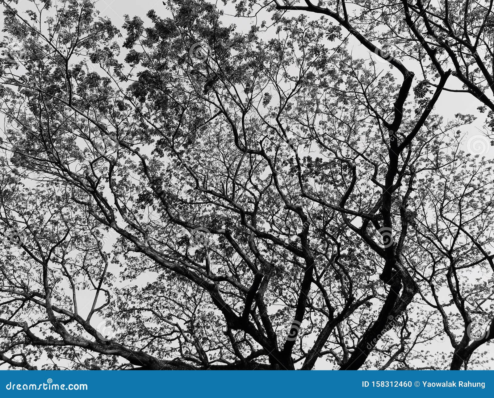 Big Trees Shadow in Forest Concept Stock Photo - Image of tree, fresh ...