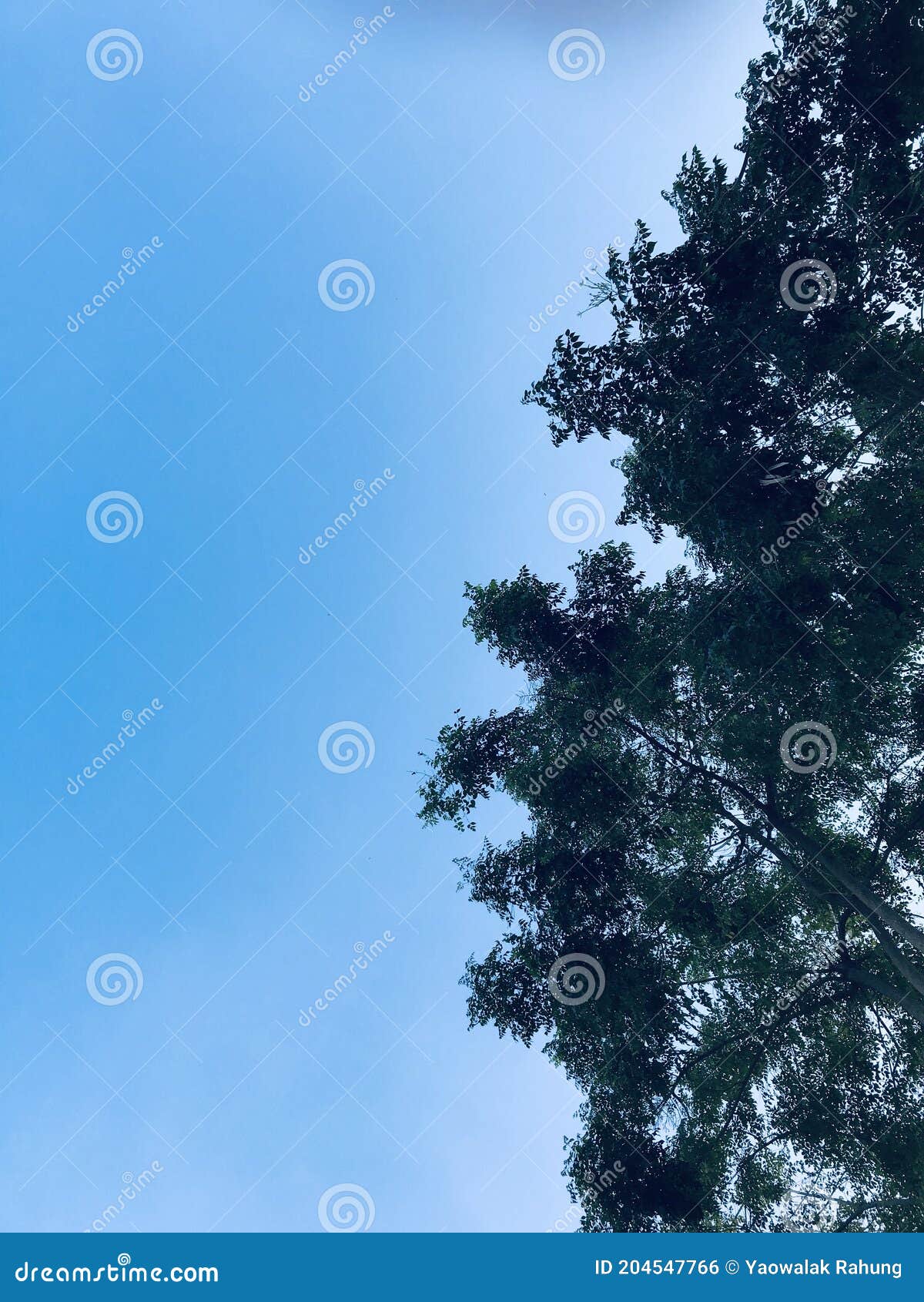 Big Trees Shadow in Forest Concept Stock Photo - Image of leaf, large ...