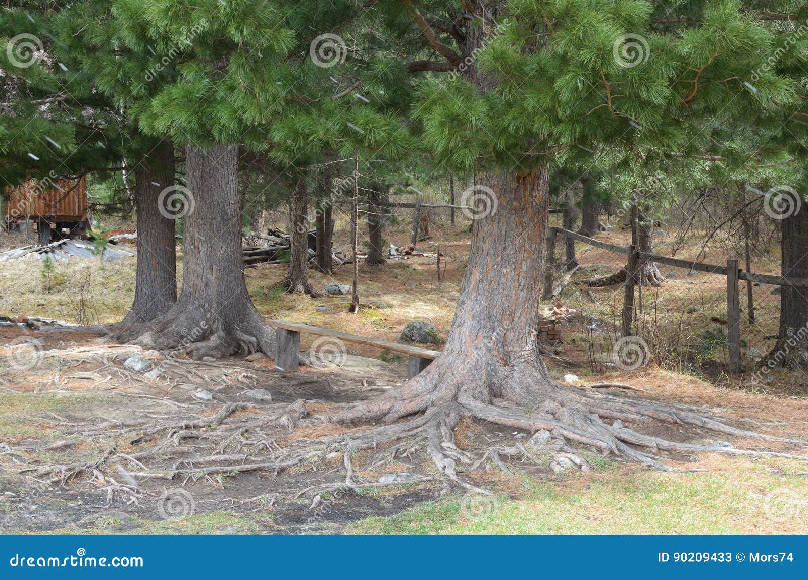 Big Trees of the Siberian Cedar Stock Image - Image of thick, grass ...