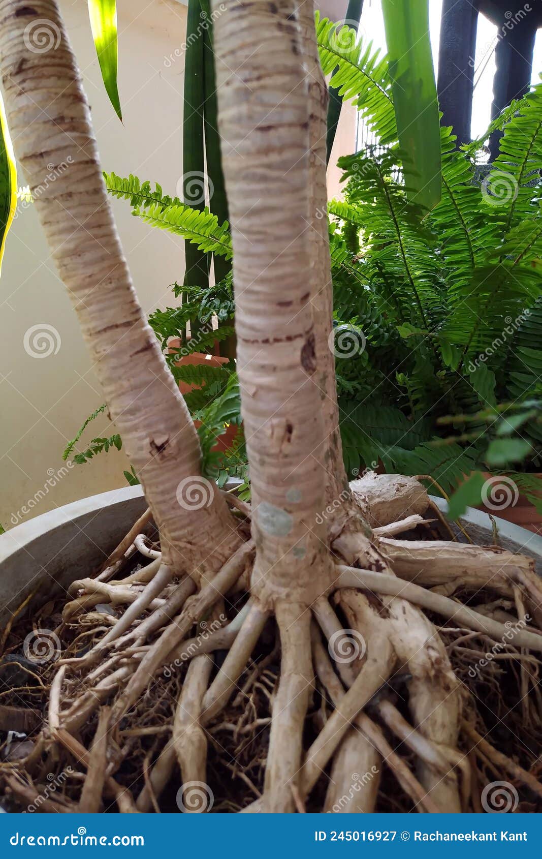 The Large Roots are Densely Scattered Throughout the Cement Pot. Stock ...