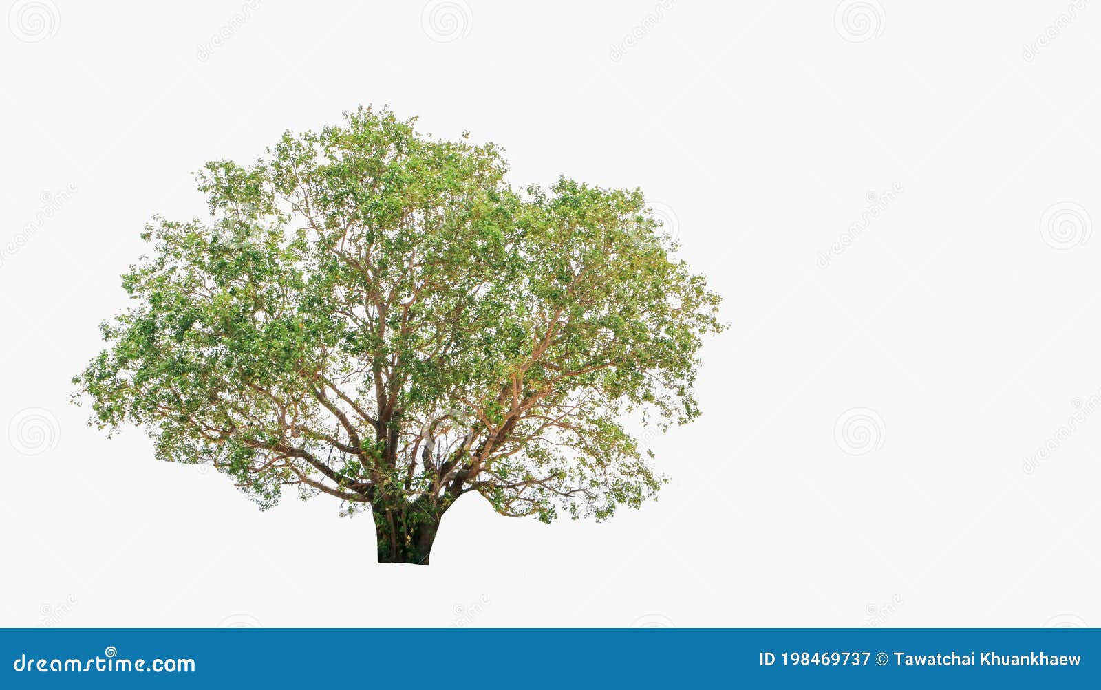 Big Trees Sprouting Leaves on a Isolated White Background Stock Image ...