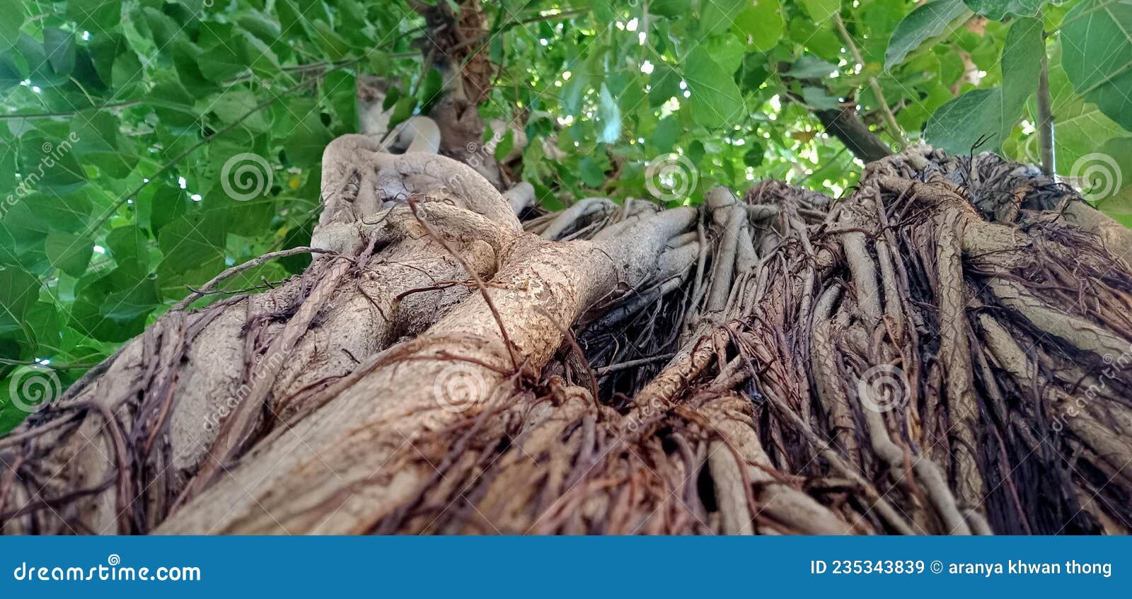 Big Trees and Tree Roots Provide Shade. Stock Image - Image of autumn ...