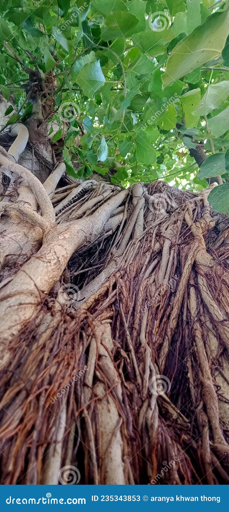 Big Trees and Tree Roots Provide Shade. Stock Image - Image of shade ...