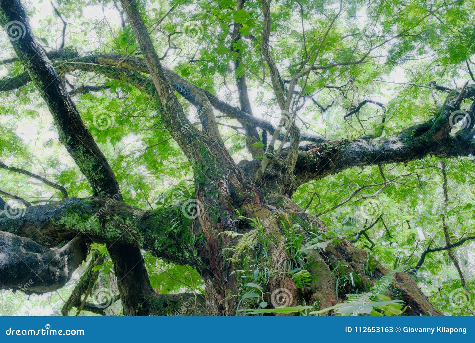 Big Trees in Tropical Forests Stock Image - Image of forest, park ...